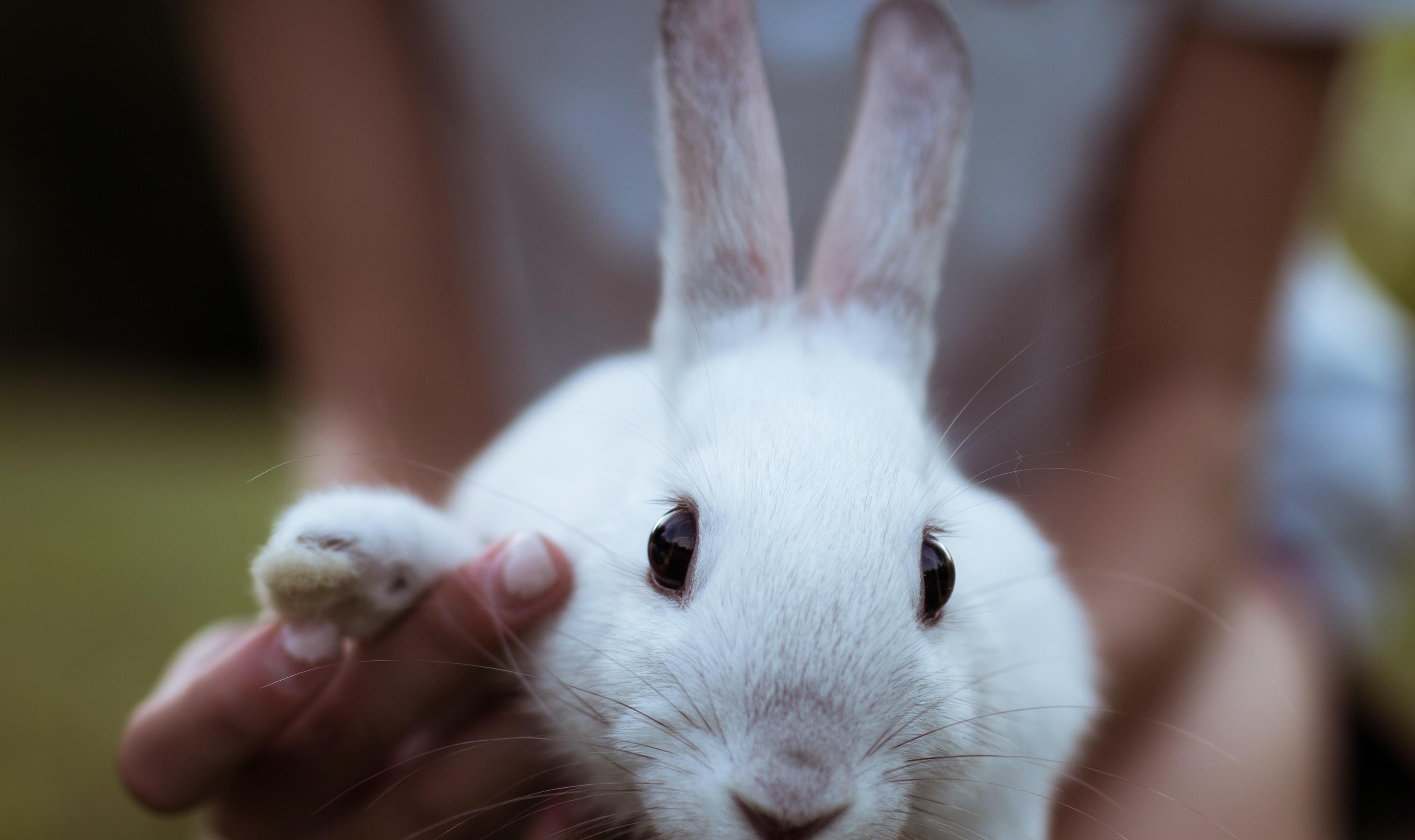 "Bunny Facts", written by AI | Eclectic Beams